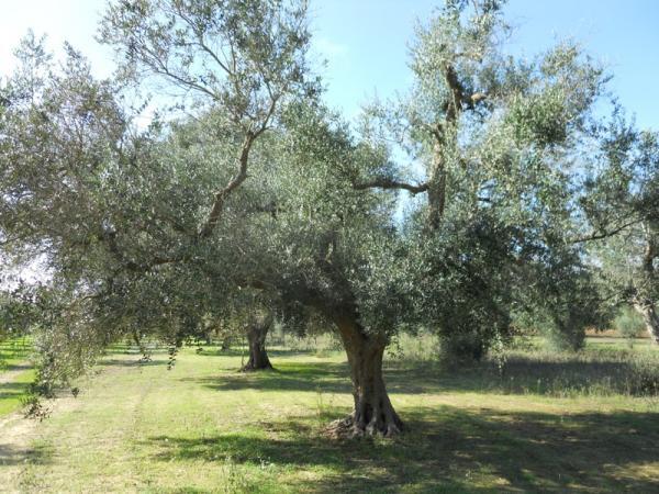 A Visit With Natalino Del Prete