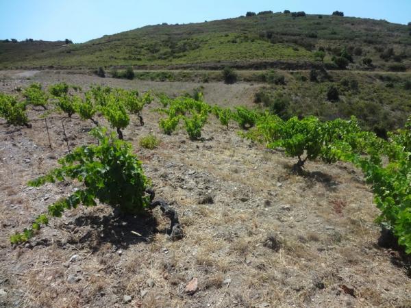 DOMAINE MATASSA - Unfined Wines | Natural Wine Site