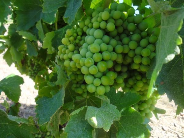Matassa Visit